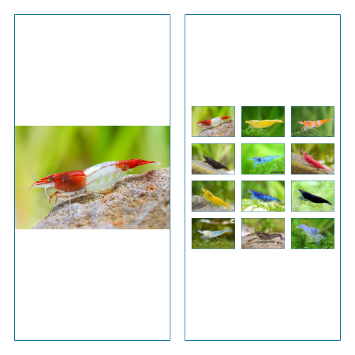 5 Crevette XL NEODARIDINA RILI SAKURA ROUGE aquarium Blue Velvet Yellow ...