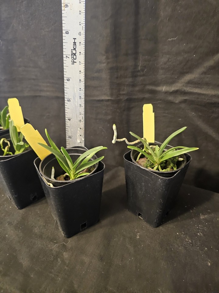 Angraecum rutenbergianum near blooming size miniature Angraecum orchid ...