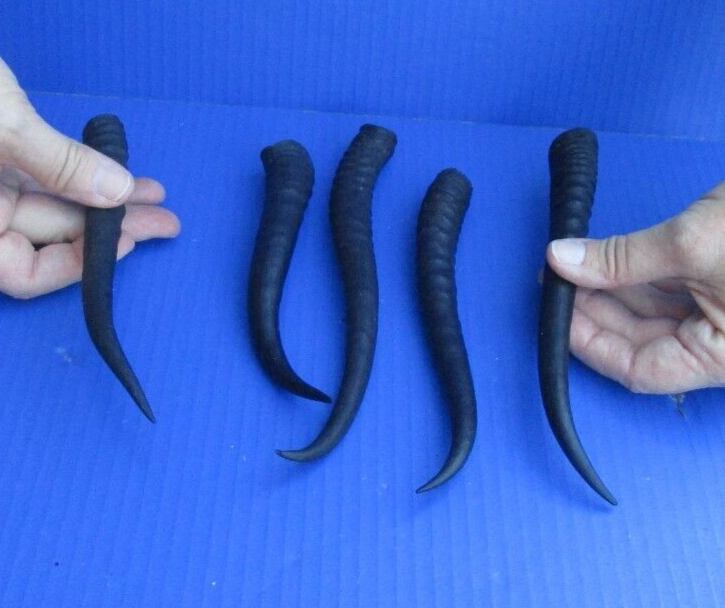 5 Piece lot of 7-9 inch Female South African Springbok Horns Taxidermy ...