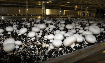 Pilzmyzel/Samen-Button Pilz | eBay