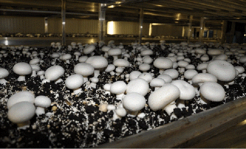 MUSHROOM SPAWN / SEEDS - Button Mushroom | eBay