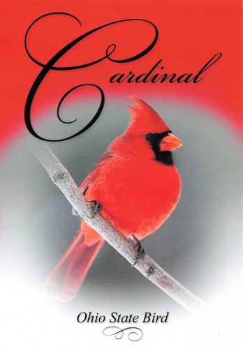 Postcard OH Red Cardinal seen as guardian angels Ohio State Bird ...