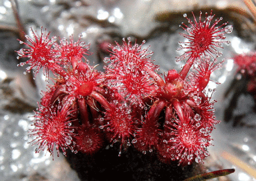 DROSERA RORAIMAE - 10 Samen Fleischfressende Pflanze | eBay