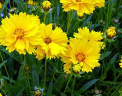 COREOPSIS GRANDIFLORA TEXAS 100 FRESH SEEDS FREE USA SHIPPING | eBay