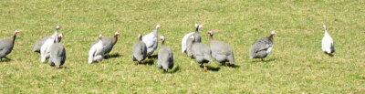 Photo 6x4 Guineafowl at Bryn Fuches Farm Dulas/SH4789 c2007 | eBay