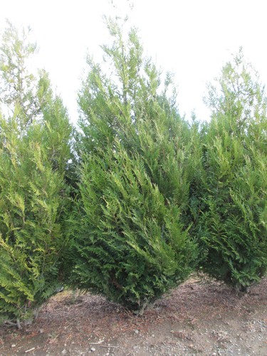Thuja Plicata 'Virescens' Western Red Cedar- A Substitute For Leyland ...