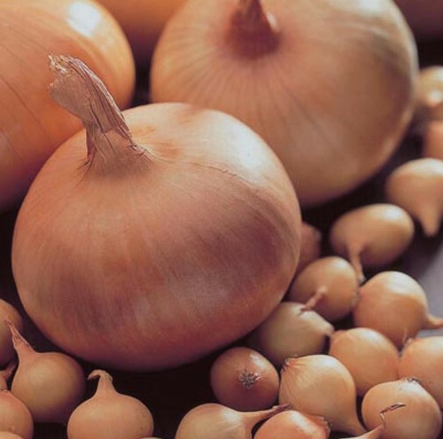 Onion Sets STURON Late Winter /Spring Planting in packs of 25 to 300 ...