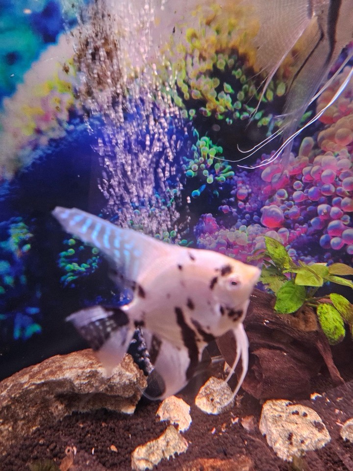 6+2free Platinum Panda Angel fish 2 -2.5 inch Size. premium quality. A ...