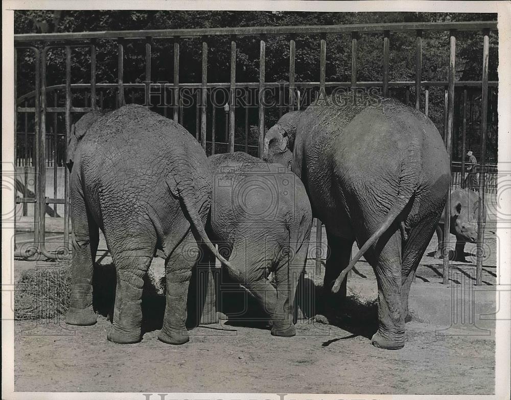 Topsy The Elephant PHOTOS: Topsy The Escaped Circus Elephant