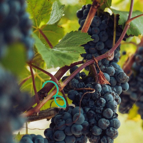 100 Pcs Gardening Fixing Connectors Vegetables Vine Clips Support ...