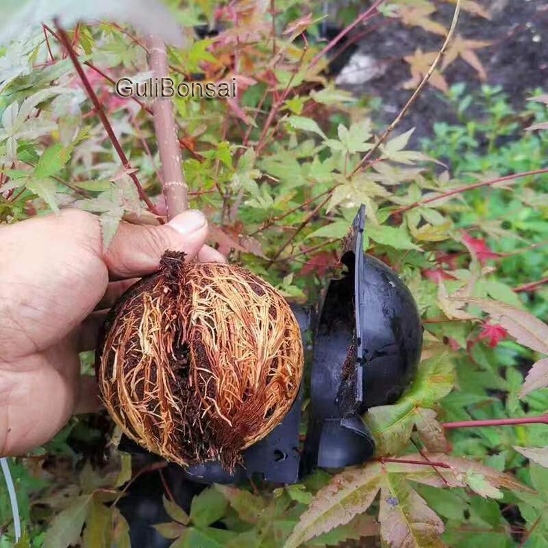 Reusable Air Layering Pods Bonsai Plant Root Growing Box Tree ...
