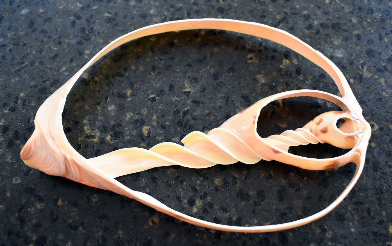 One Extra Large Center Cut Melon Shell Slice (7-8") Seashells Beach ...