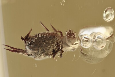 Nice SPRINGTAIL & BUBBLES Collembola Fossil Genuine BALTIC AMBER + HQ ...