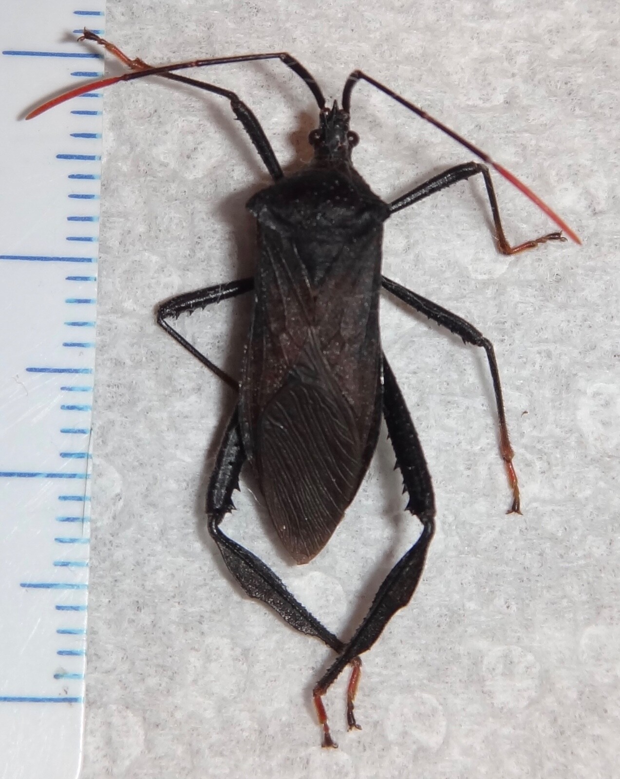 Coreidae