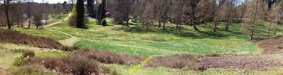 Photo 6x4 Daffodils in the Valley Gardens Egham Wick Daffodils in the ...