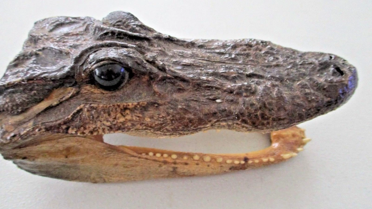 Alligator Glass Eyes