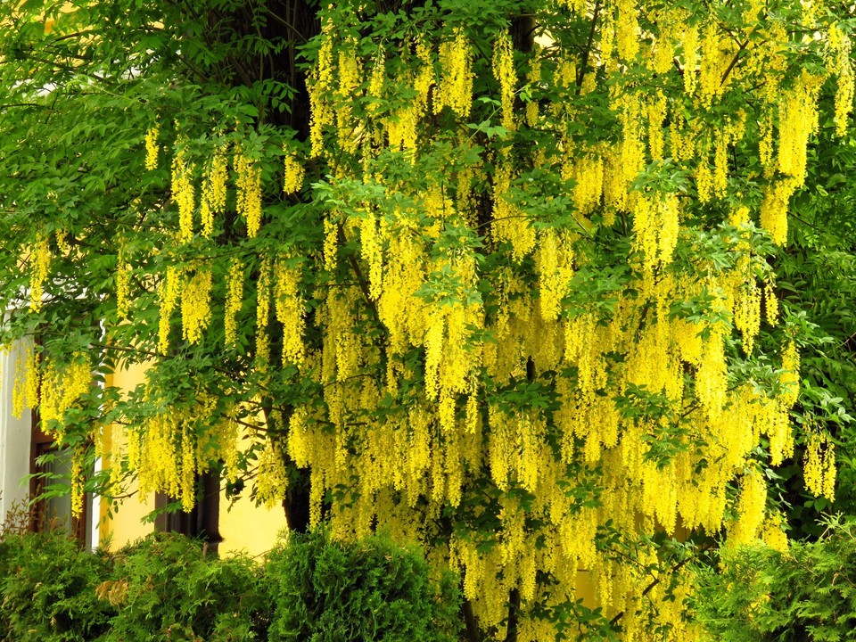 10 GOLDEN CHAIN TREE Goldenchain Laburnum Anagyroides Seeds *Flat S/H ...