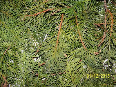 Fresh Cedar Tips Aromatic,Crafts 5 oz | eBay