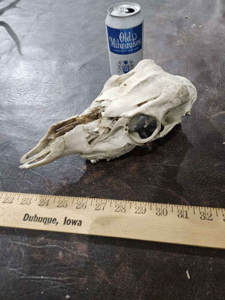 Real Whitetail Shed Buck Deer Skull Taxidermy Decor Rustic | eBay