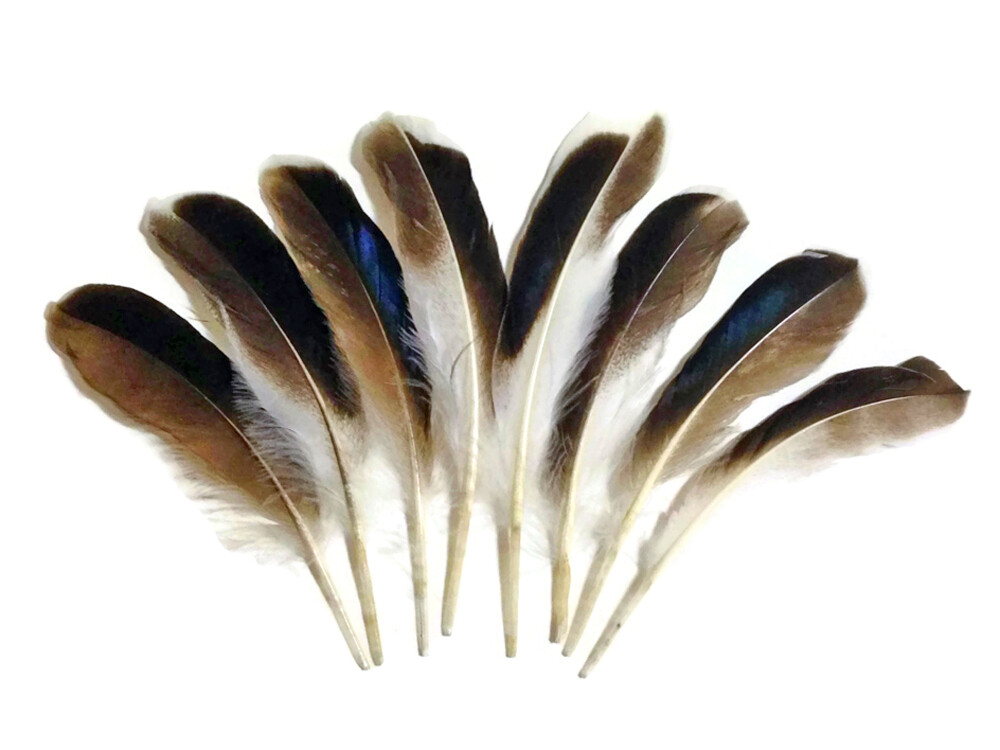Mallard Tail Feather Tattoos