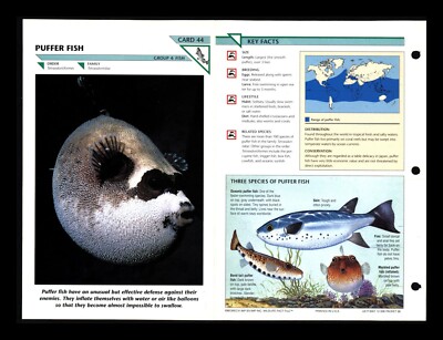 Puffer Fish Wildlife Fact File Fish Animal Card Home School Study 4.44 ...