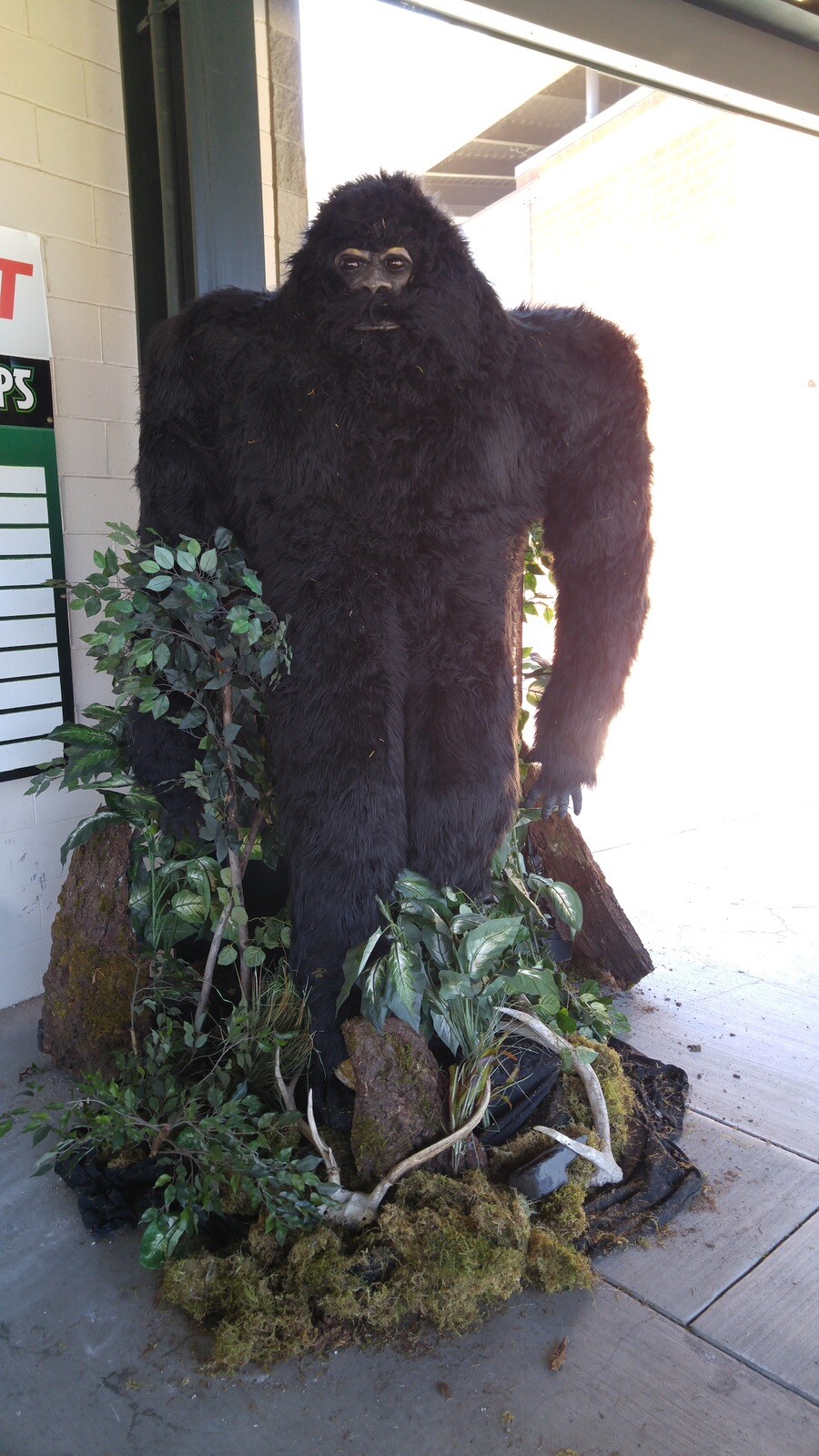 Lifesize Bigfoot replica "PATTERSON FILM IN 1967 "standing 9 feet tall ...