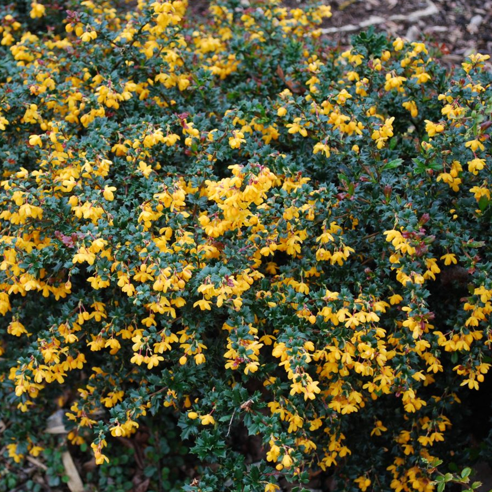 Berberis Barberry Compacta Flowering Evergreen Outdoor Garden Shrub in ...