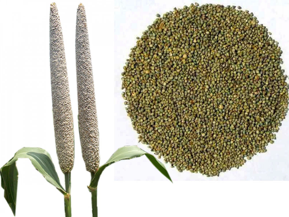 Bajra