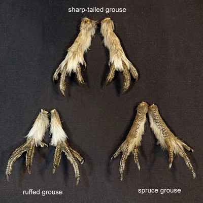 GROUSE FEET SET (3 species) real preserved taxidermy bird part dried ...