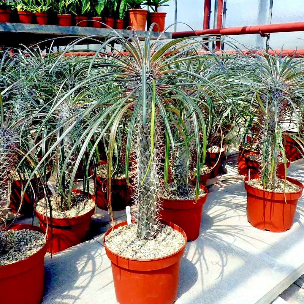 Palmeira De Madagascar Pachypodium Lamerei Unusual Plants Rare