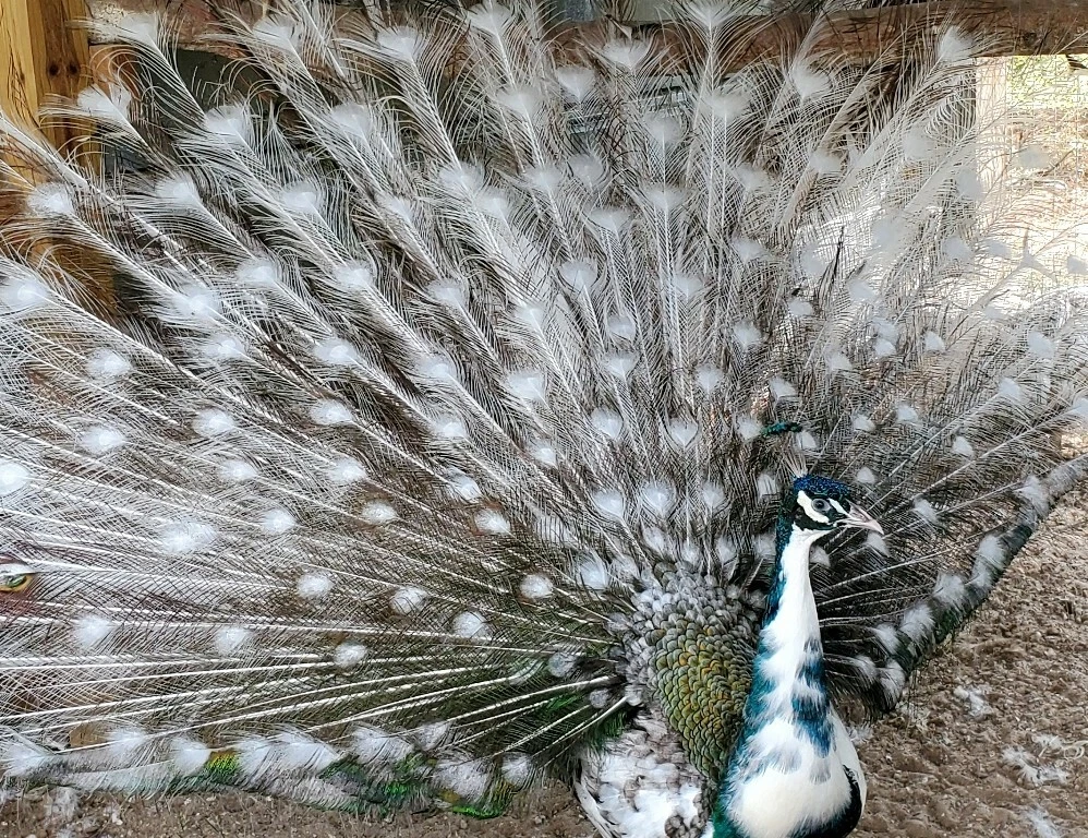 Black Shoulder Peacocks