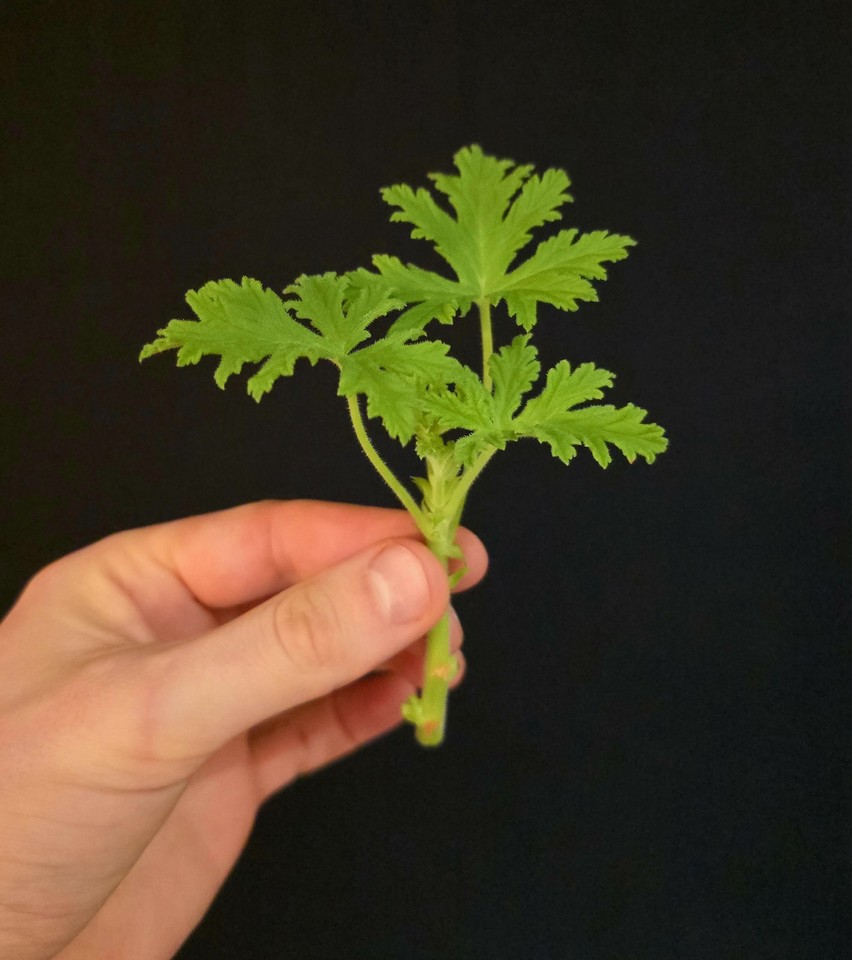 Geranium Hraveolens, Lemon Lime. Very Fragrant Leaves. Medicinal. 1 X ...