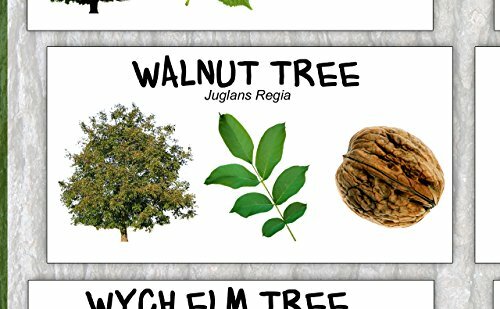 British Trees Wall Art Chart Poster Paper Laminated available in ...
