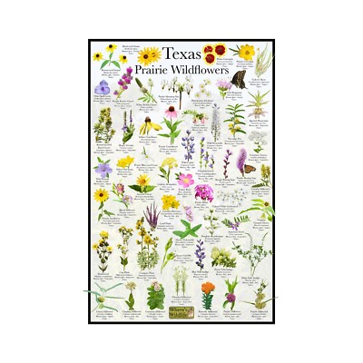 Texas Prairie Wildflowers Flower Identification Poster / Native Plants ...