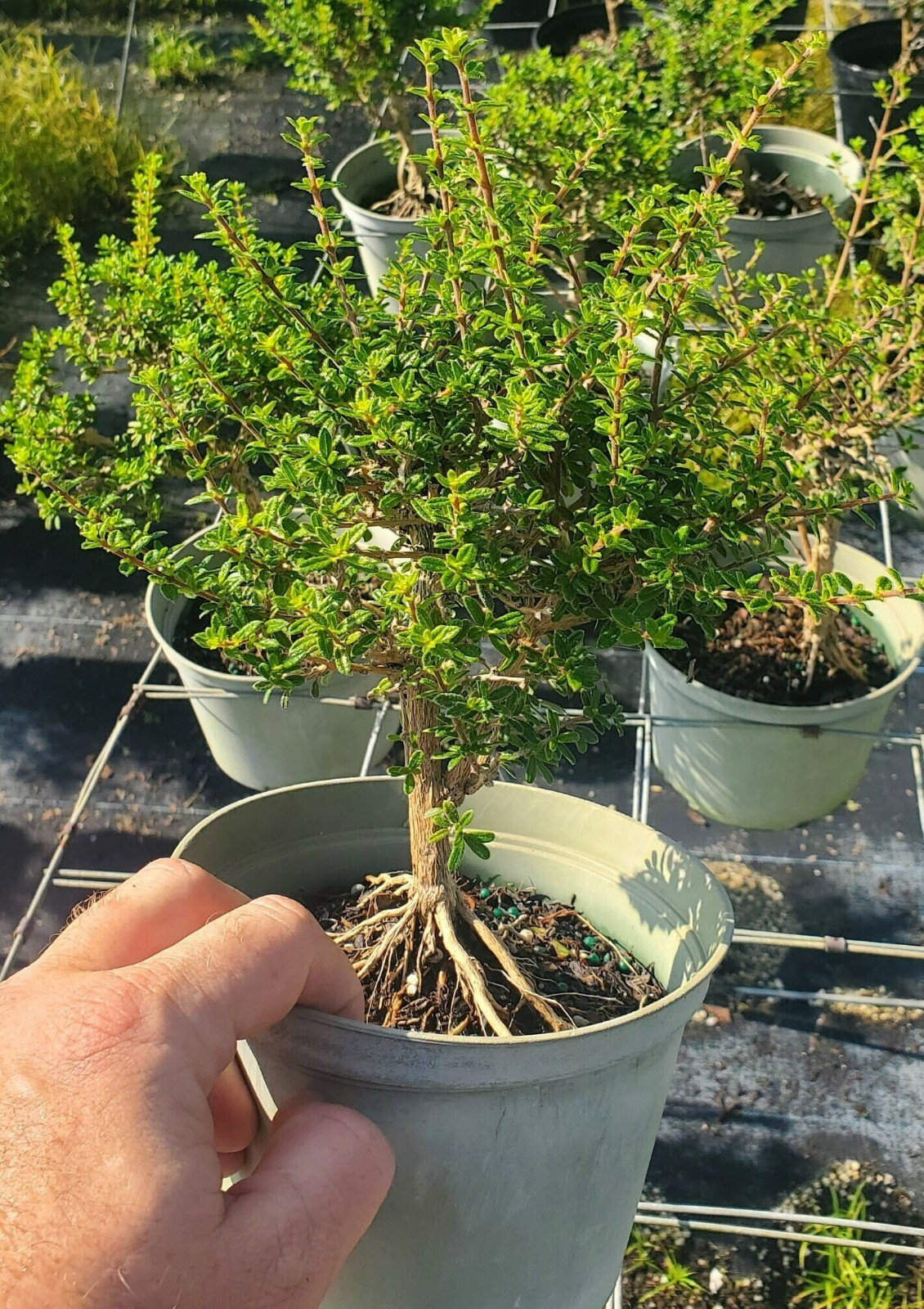 Bahama Berry Bonsai Start - Grown in a 6" Pot - Live Plant | eBay