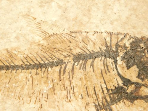 X-RAY Bones! 50 Million Year OLD! Diplomystus FISH Fossil Wyoming 190gr ...