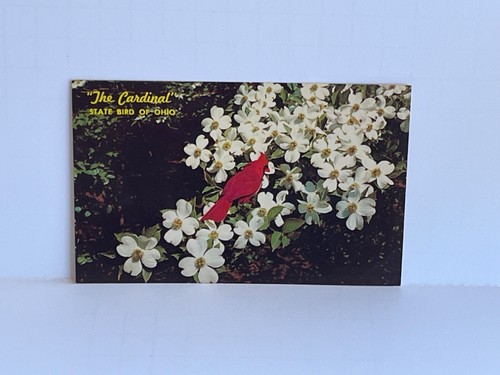 The Cardinal State Bird of Ohio OH Postcard A23 | eBay