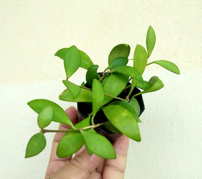 Hoya noona (David Commingiana yellow) 5-10 inches well rooted. | eBay
