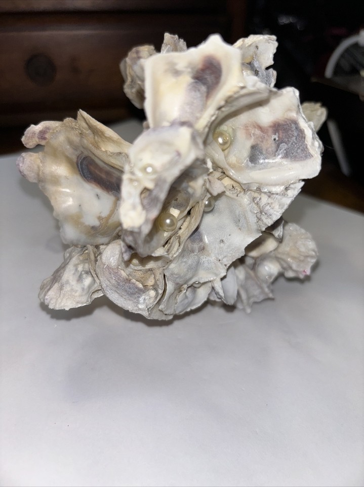 Oyster and Barnacle Shell Cluster Sculpture RARE - Unique Beach Decor w ...