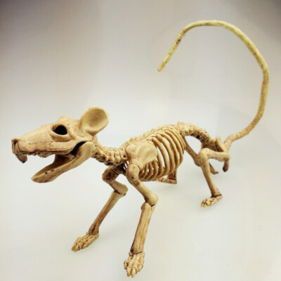 Animal Skeleton Decorations Cat Bat Realistic Bones Scary Halloween ...