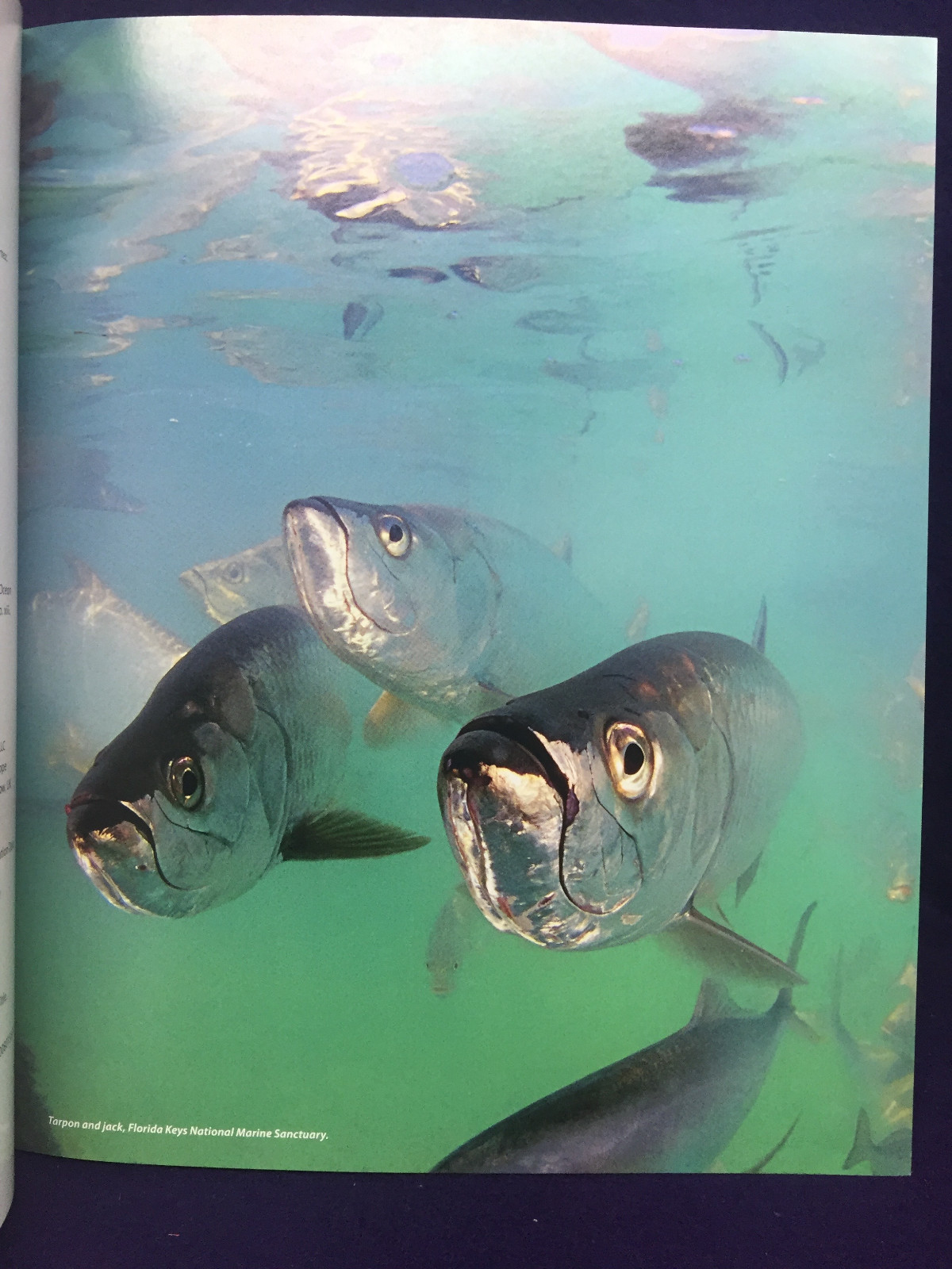 Smithsonian Ocean Our Water World Deborah Cramer ≈Ω≈ NEW 2008 1st Ed ...