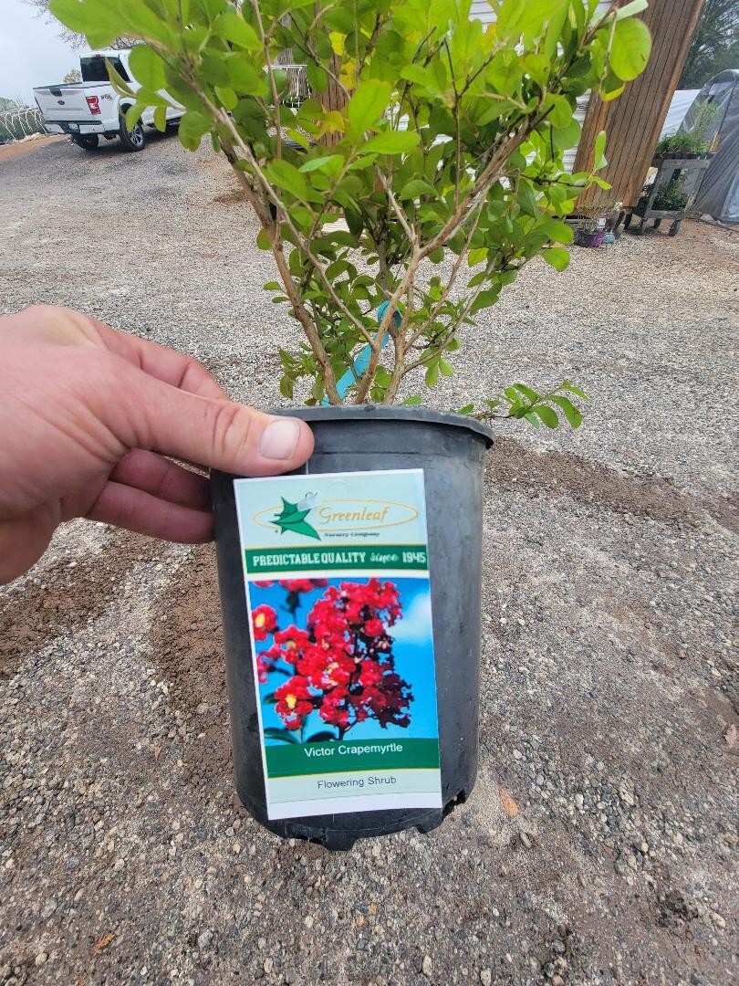 Victor ( Dwarf ) Red Crape Myrtle - Live Plant - ( 2.5 QT ) | eBay