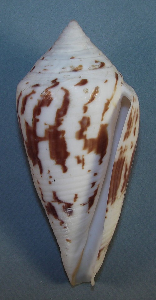 CONUS PERGRANDIS 110.06mm BEAUTIFUL SPECIMEN Panglao, Bohol ...