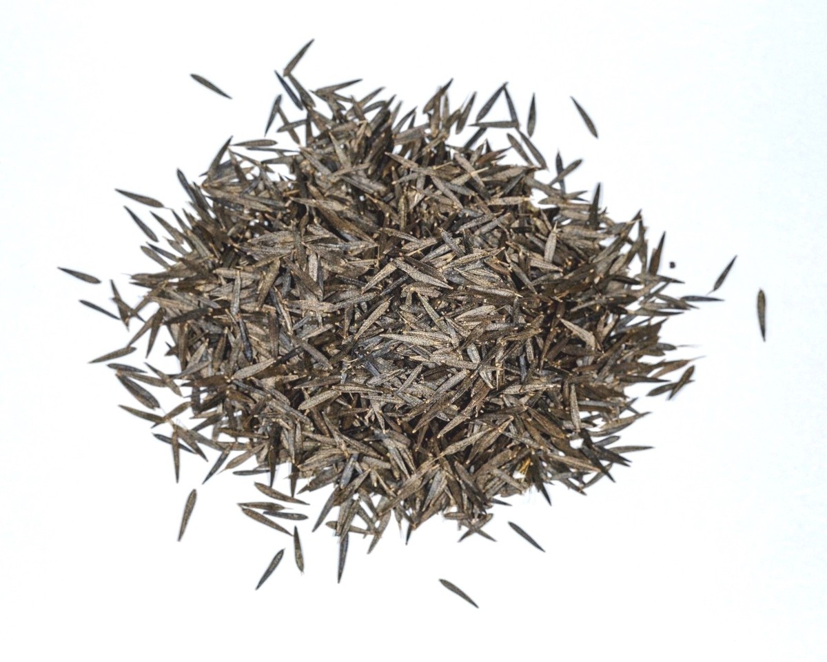 Peruvian Black Mint Seeds Peruvian Black Mint Tagetes Minuta For ...