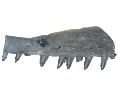 Permian parareptile Abyssomedon fossil jaw with teeth Richards Spur ...