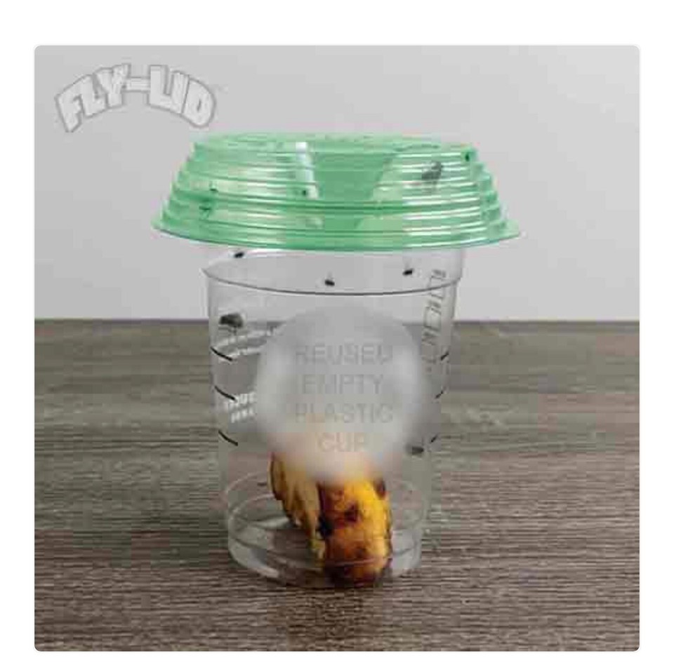 Fly Trap "Fly Lid" - Fly & Fruit Fly Trap - Eco Friendly - Fits on cups ...