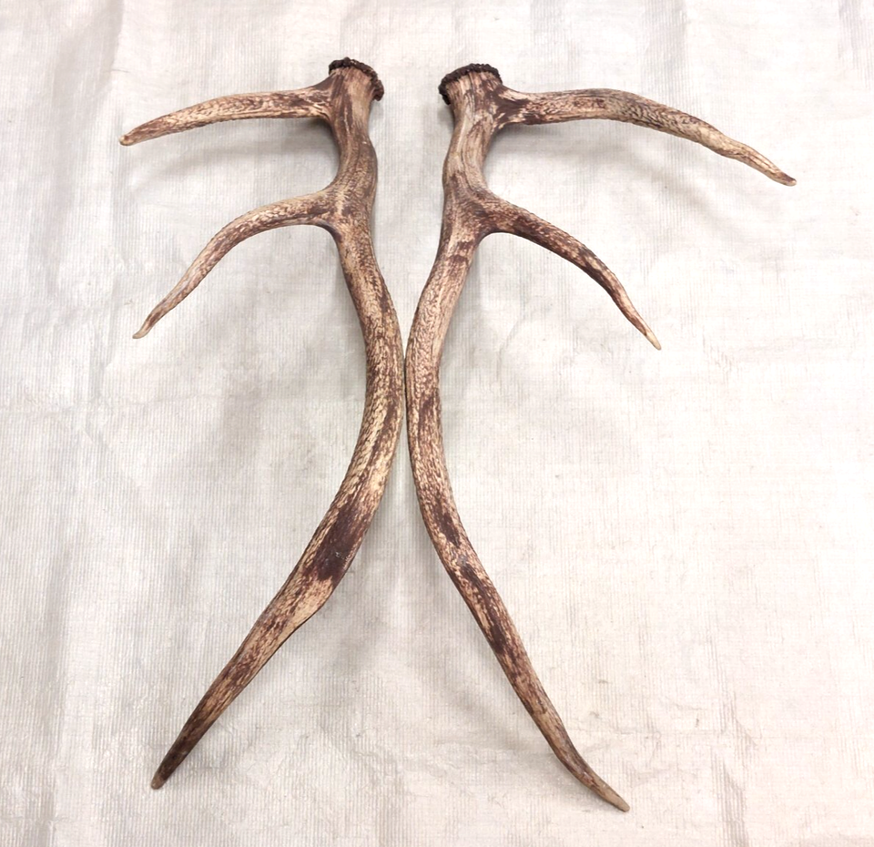 2 real elk antlers crafts antler carving boho crafters handles USA ...