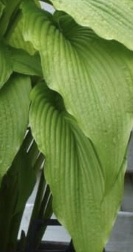 Hosta - Jade Cascade - Large Hosta at Maturity- Bare root plant ex 10cm ...