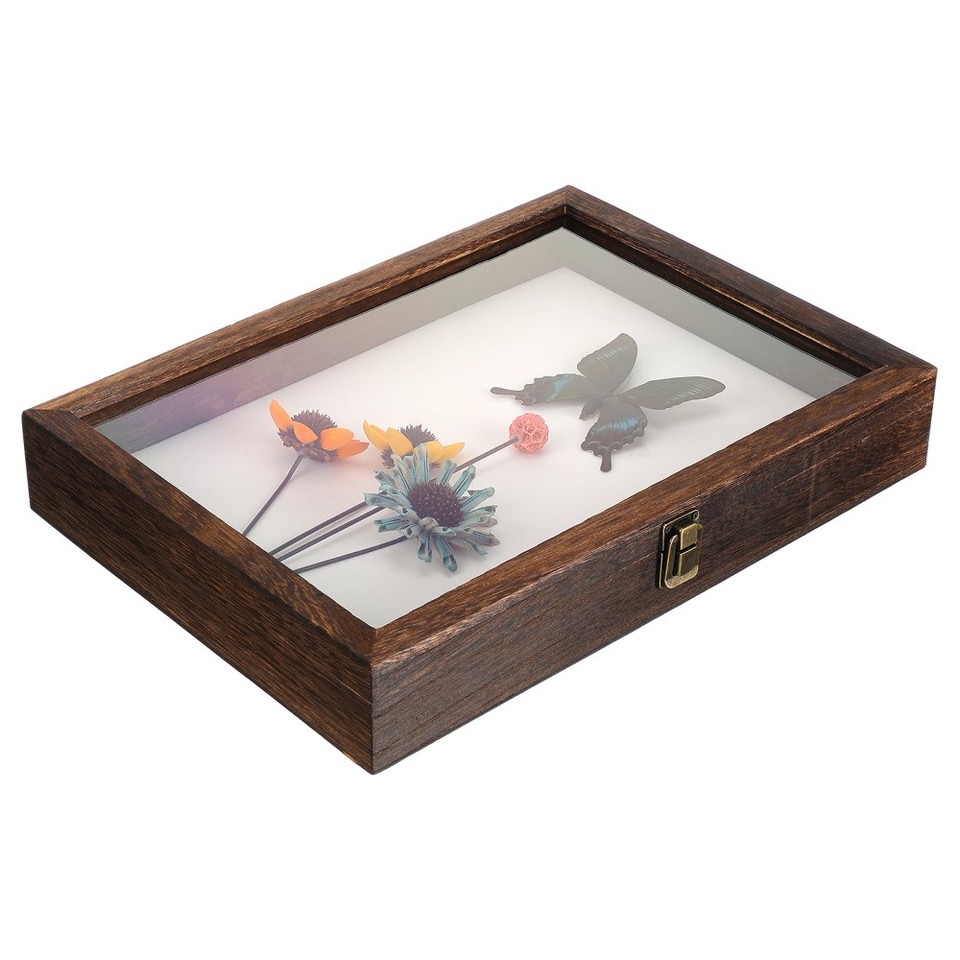 Specimen Display Box Butterfly Insect Large Case Frame Wood Showcase ...
