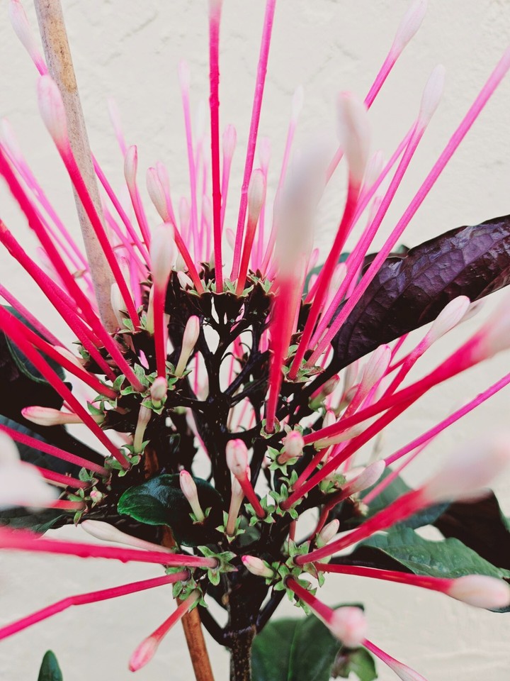 LIVE PLANT 2ft Clerodendrum quadriloculare - Shooting Star - Starburst ...